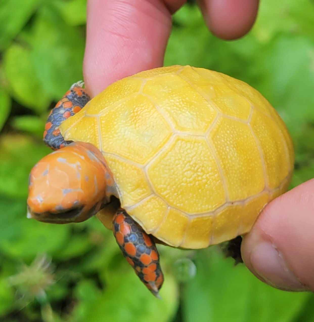 💛🍋'23 Hypomelanistic Redfoot Tortoise🍋💛 Red-footed Tortoise by Melissa ...