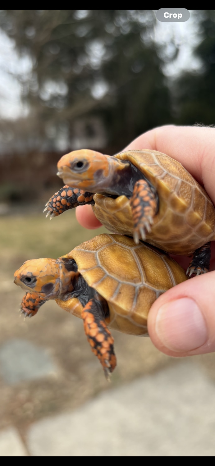 25 Hypomelanistic Redfoot tortoises