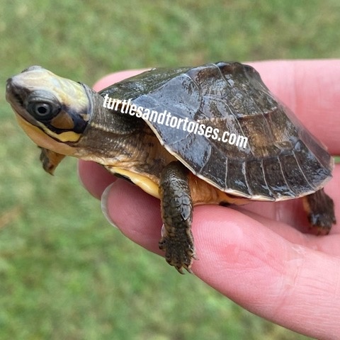 Chinese Three Lined Box Turtles (Cuora Trifasciata Trifasciata) CB 2020 ...