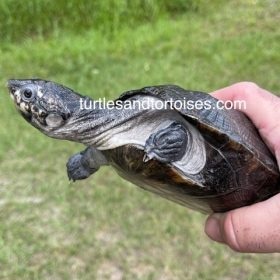 Central African Black Mud Turtles (Pelusios Niger) CB 2014 Males Mud ...