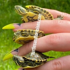 Mexican Ornate Sliders (Trachemys Venusta Venusta) CB 2023 Slider ...