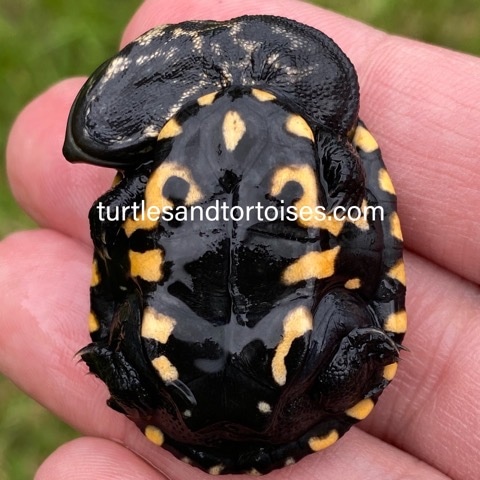 Timor Snake Neck Turtles (Chelodina Timorensis) CB 2021 Snake-Necked ...