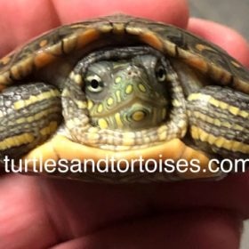 Colombian Sliders (Trachemys Callirostris Callirostris) CB Adult Males ...