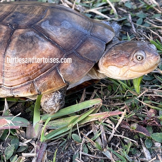 Female Variable Helmeted Turtles (Pelomedusa Variabilis) Side-Necked ...