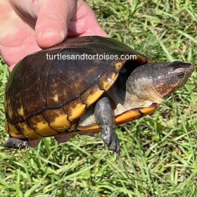 SALE Red Cheek Mud Turtles (Kinosternon Scorpioides Cruentatum) LTC ...