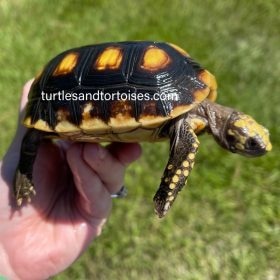 Colombian "Lemon Drops" - Yellow Legged - Red Foot Tortoises ...