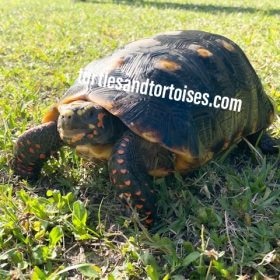 Northern Red Foot Tortoises (Chelonoidis Carbonarius) Adult PAIRS Red ...