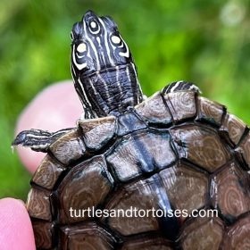 Sabine Map Turtle (Graptemys Sabinensis) CB 2022 by Turtles And ...