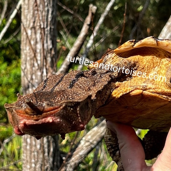 Orinoco Mata Mata (Chelus Orinocensis) CB USA 2018 Male Side-Necked ...