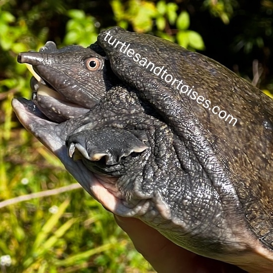 Malayan Softshell Turtle (Dogania Subplana) LTC Adult Pond Turtle by ...