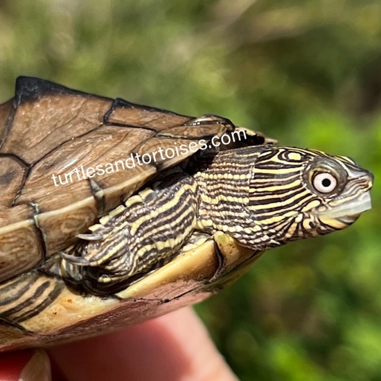 Sabine Map Turtle (Graptemys Sabinensis) CB 2021 by Turtles And ...