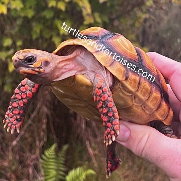 Het Hypo Northern Red Foot Tortoises CB Red-footed Tortoise by Turtles ...