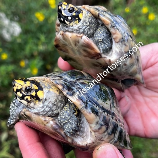 Hamilton's / Indian Spotted Pond Turtles (Geoclemys Hamiltoni) High ...