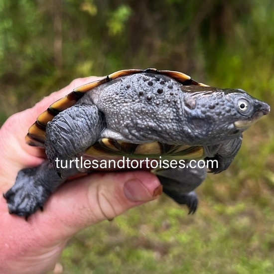 Australian Saw-Shelled Turtle (Myuchelys Latisternum) CB 2018 Male Side ...
