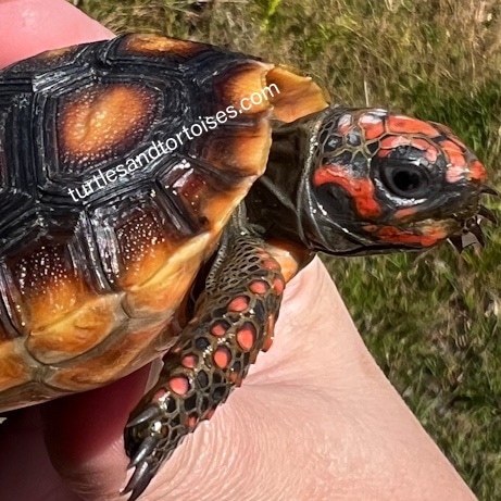 Brazilian Cherry Head X Northern Red Foot Tortoises ( Hybridization) CB ...