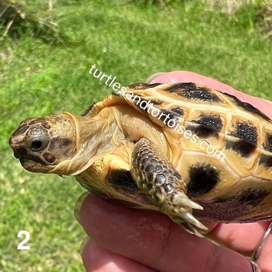 Russian Tortoises/Horsefield’s Tortoises (Agrionemys Horsefieldii) CB ...