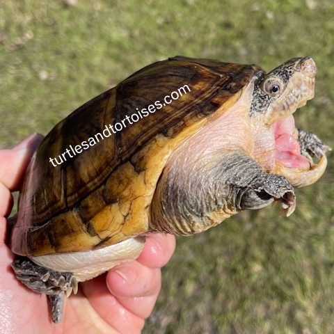 Pacific Coast Giant Musk Turtles (Staurotypus Salvinii) CB 2013 Male ...