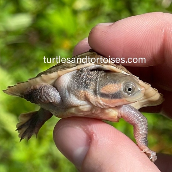 Victoria Red-Faced Short Neck Turtle (Emydura Victoriae) CB 2022 Side ...