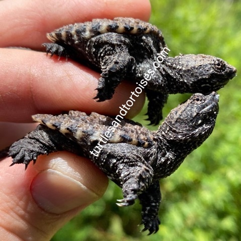 Florida Snapping Turtles (Chelydra Serpentina Osceola) CB 2023 Mud ...
