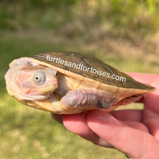 North Western Red-Faced Short Neck Turtle (Emydura Australis) CB 2021 ...