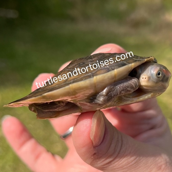 Victoria River Short Neck Turtles (Emydura Victoriae) CB 2022 Side ...