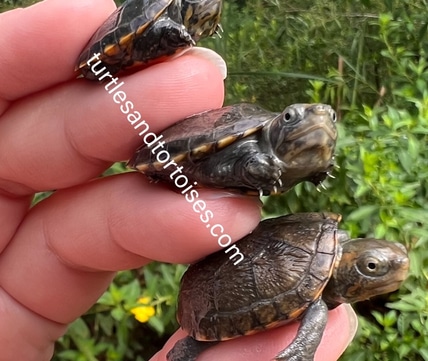 Mexican Giant Musk Turtles (Staurotypus Triporcatus) CB 2023 Mud & Musk ...
