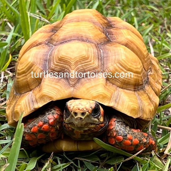 Hypo Northern Red Foot Tortoises (Chelonoidis Carbonarius) CB 2019 Red ...