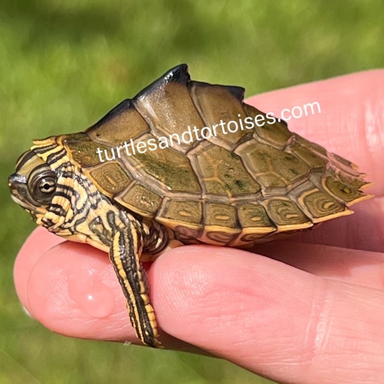 Alabama Map Turtles (Graptemys Pulchra) by Turtles And Tortoises Inc.