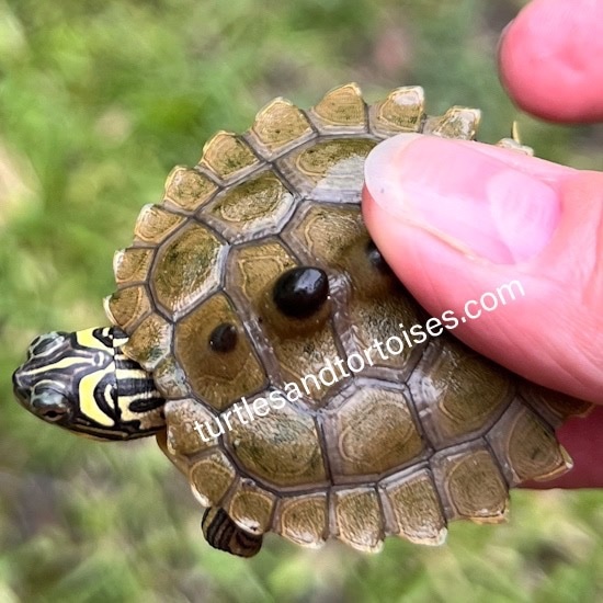 Northern Black Knobbed (Graptemys Nigrinoda Nigrinoda) CB 2023 Map ...