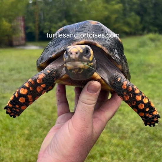 Northern Red Foot Tortoises (Chelonoidis Carbonarius) CB Adult Females ...