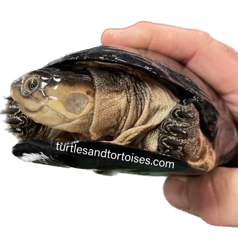 Mashona Mud Turtles (Pelusios Rhodesianus) Mud & Musk Turtle by Turtles ...
