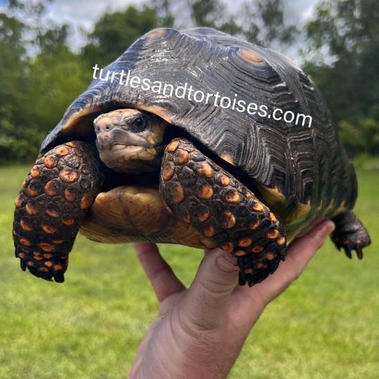 Northern Red Foot Tortoises (Chelonoidis Carbonarius) CB Jumbo Adult ...