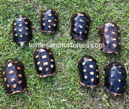 Brazilian Cherry Head Red Foot Tortoises (Chelonoidis Carbonarius) USCB ...