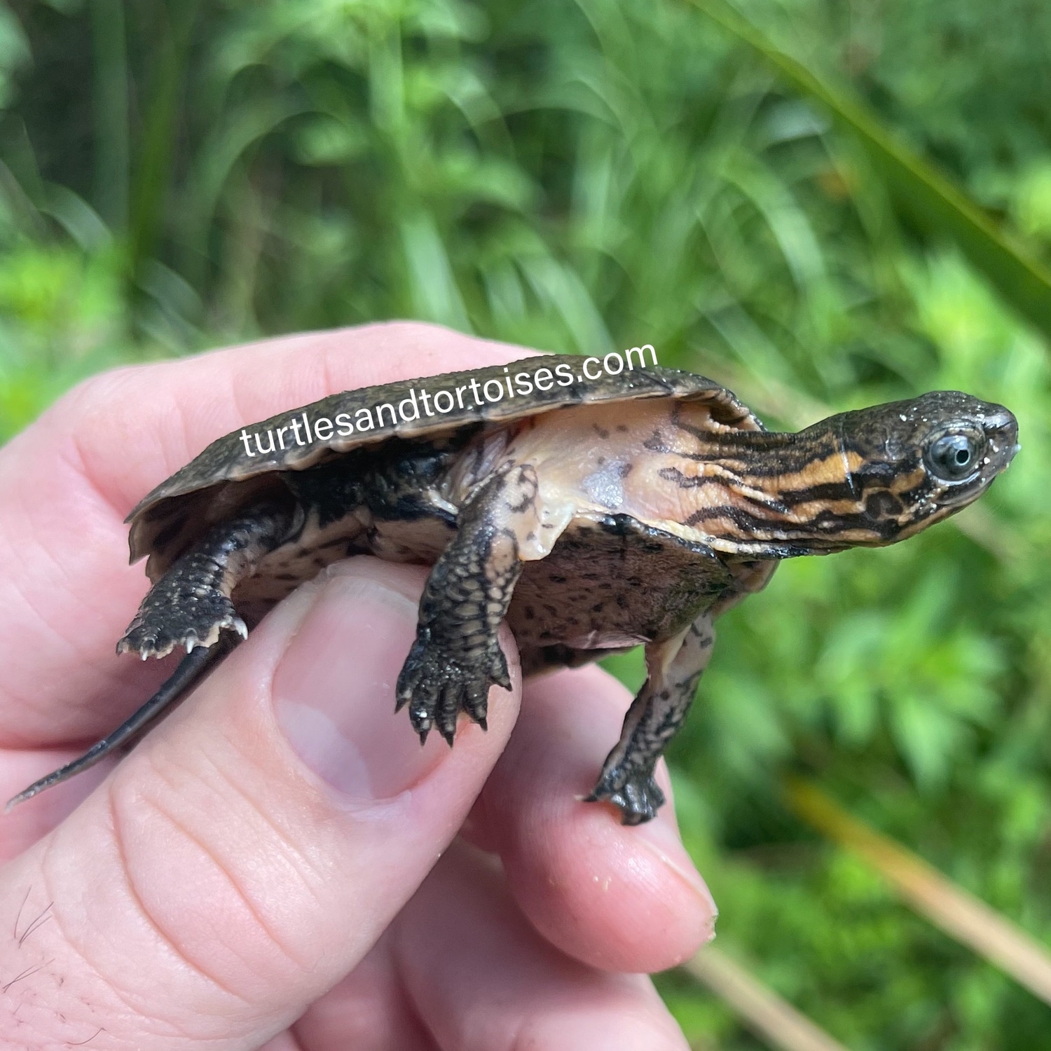 Asian Leaf Turtles (Cyclemys Dentata) CB 2023 Wood Turtle by Turtles ...