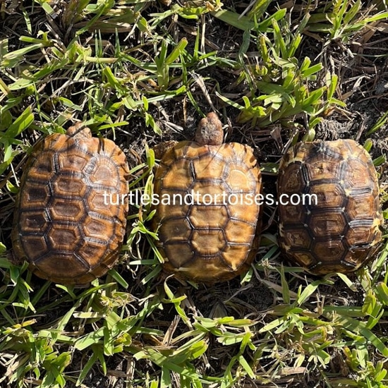 Western Hingeback Tortoises (Kinixys Nogueyi) CB 2022 Bell's Hingeback ...