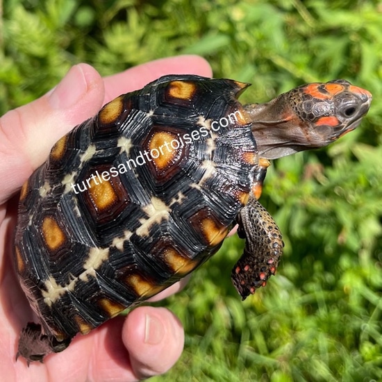Brazilian Cherry Head Red Foot Tortoises (Chelonoidis Carbonarius) USCB ...