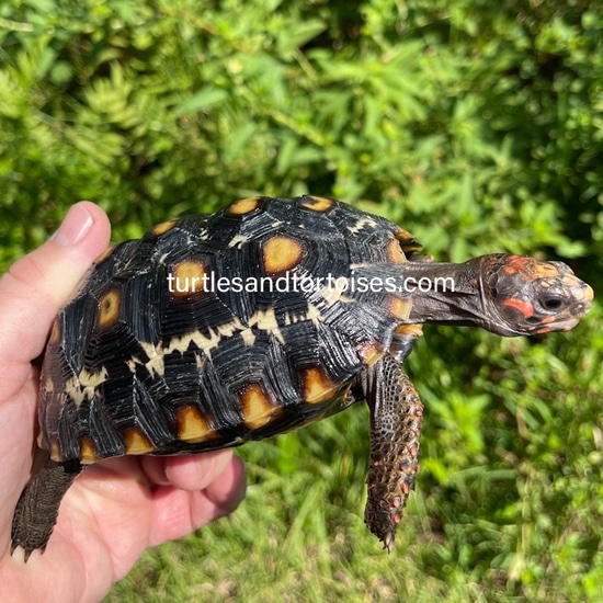 Brazilian Cherry Head Red Foot Tortoises (Chelonoidis Carbonarius) USCB ...