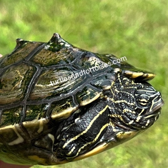 Southern Black Knobbed Map Turtles (Graptemys Nigrinoda Delticola) CB ...
