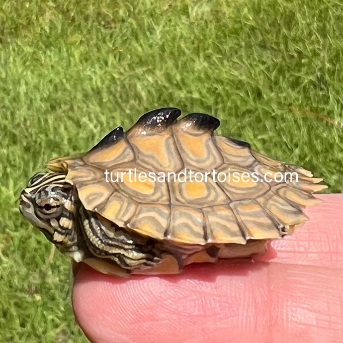 Yellow Blotched Map Turtle (Graptemys Flavimaculata) CB 2023 Slider ...