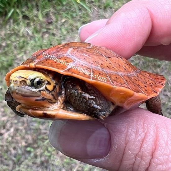 Bourett’s Box Turtle (Cuora Bouretti) CB 2023 by Turtles And Tortoises Inc.