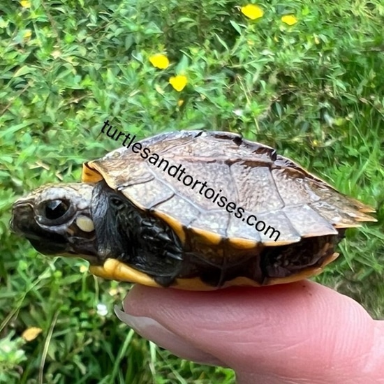 Southern Keeled Box Turtle (Cuora Mouhotii Obsti) CB 2023 #2 by Turtles ...