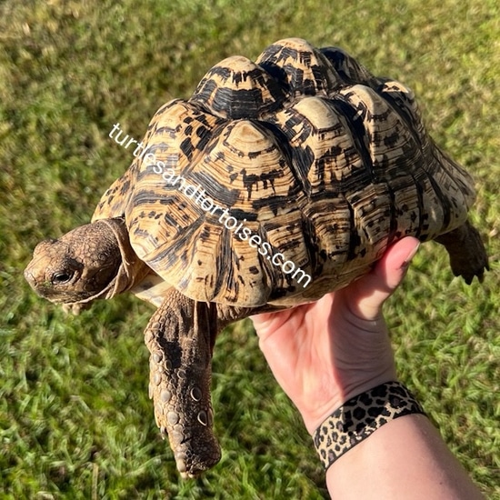 East African Leopard Tortoises (Stigmochelys Pardalis Babcocki) CB 2010 ...