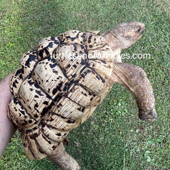 East African Leopard Tortoise (Stigmochelys Pardalis Babcocki) CB 2011 Male by Turtles And ...