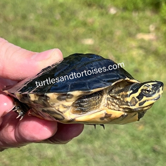 SUMMER SALE - Yellow Headed Temple Turtles (Heosemys Annandalii) CB 2023 More Turtle by Turtles ...