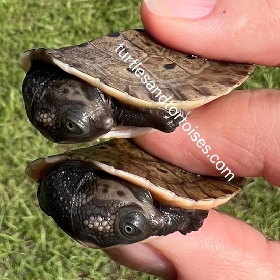New Guinea Side Neck Turtle (Elseya Novaeguineae) CB 2024 Side-Necked ...