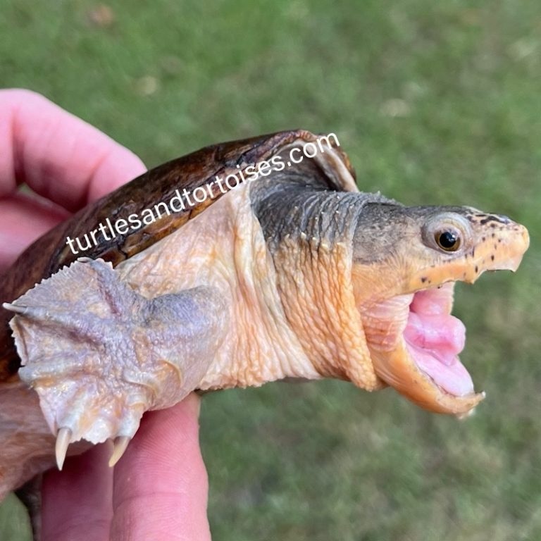Vampire Musk Turtles (Claudius Angustatus) CB Adult Males Mud & Musk ...