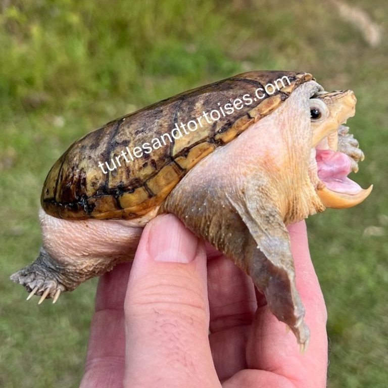 Vampire Musk Turtles (Claudius Angustatus) CB Adult Females Mud & Musk ...