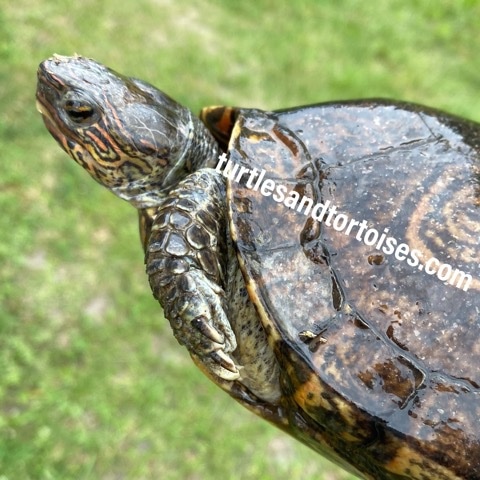 Central American Ornate Wood Turtles (Rhinoclemmys P. Manni) LTC by ...