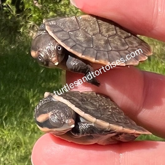 SUMMER SALE - North Western Red-Faced Short Neck Turtle (Emydura ...
