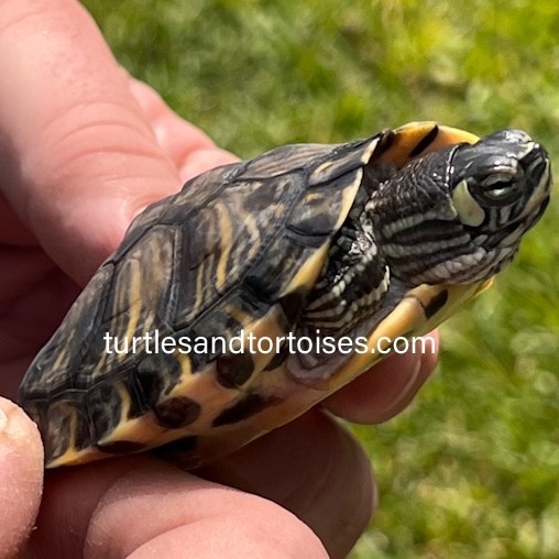 Yellow Bellied Sliders (Trachemys Scripta Scripta) CB 2022 Slider ...